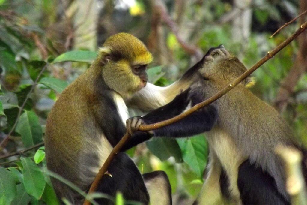 Tafi Atome Monkey Sanctuary - KenteTV
