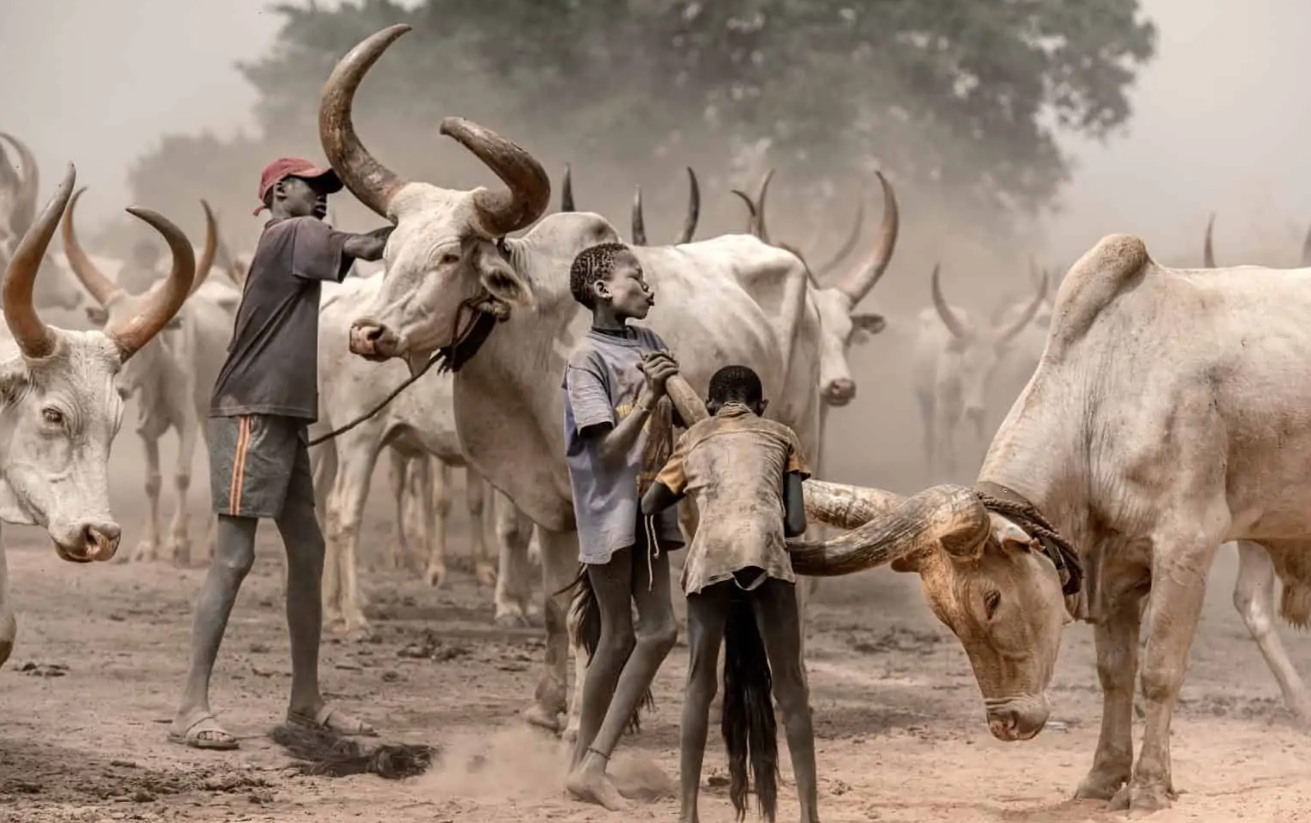 Dinka Cattle Cult - The Symbolic Heart of South Sudan - KenteTV